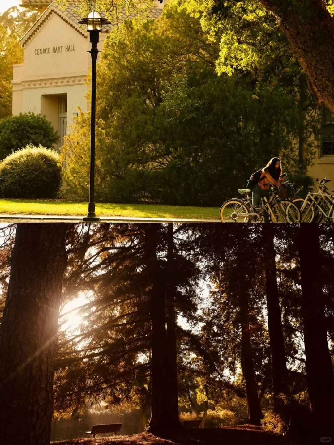 🍂 Stunning University Campuses in Sacramento for Fall Foliage 🍁 by ...